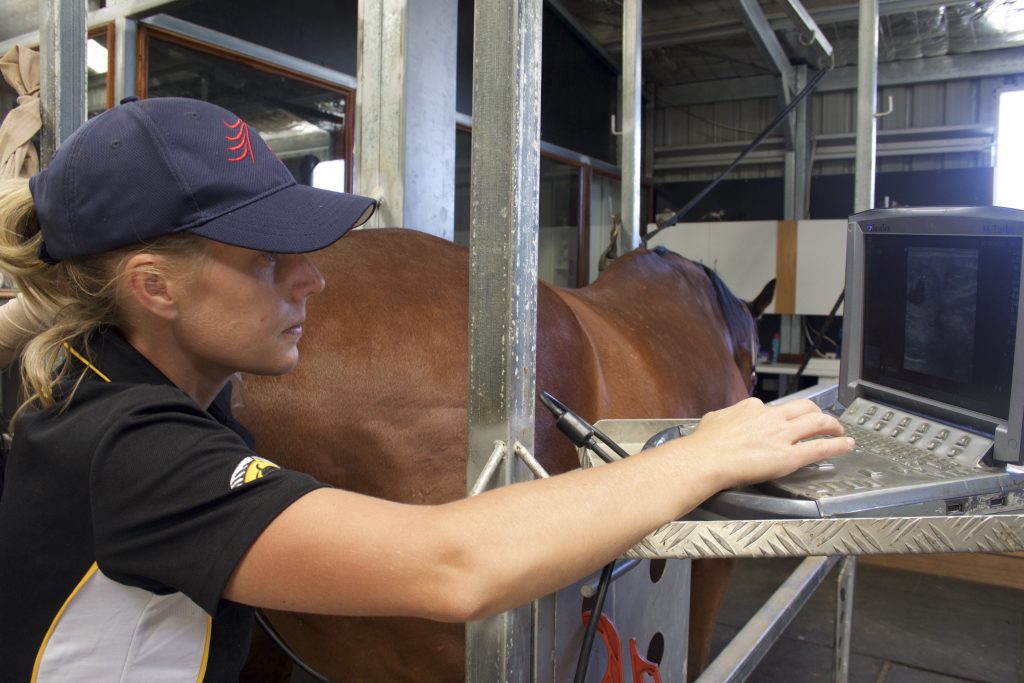 Reproduction and Artificial Insemination (AI) - Brindabella Equine ...